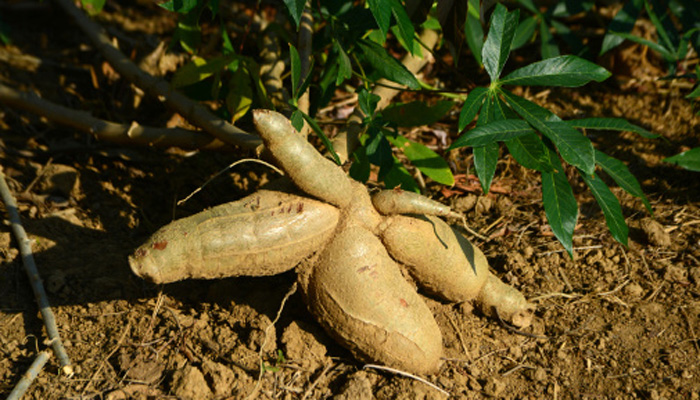 India, Thailand to cooperate on tuber crops like Tapioca - BioVoiceNews