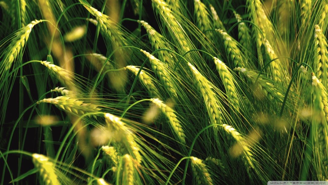 NBHC's latest Rabi crop estimates for 2018-19 show decline - BioVoiceNews