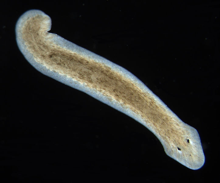 Scientists are learning lessons of regeneration from tiny organism ...